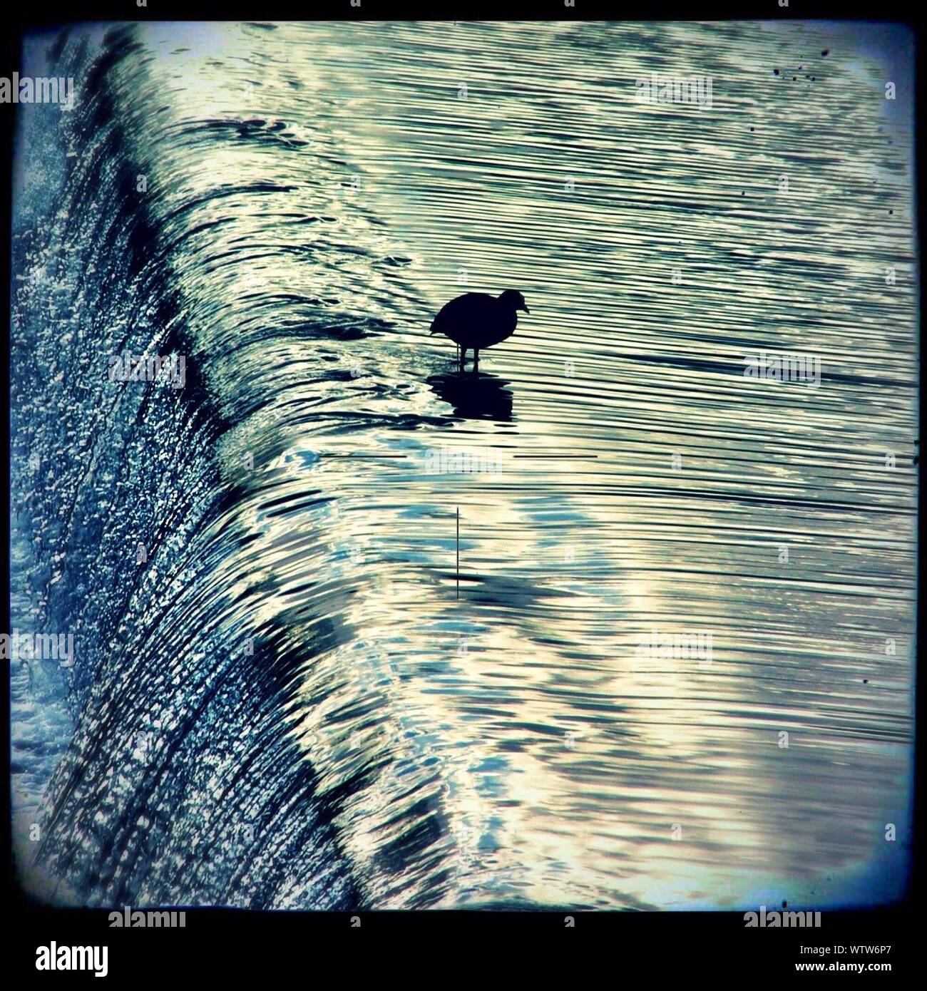 Waterfall bird hi-res stock photography and images - Alamy