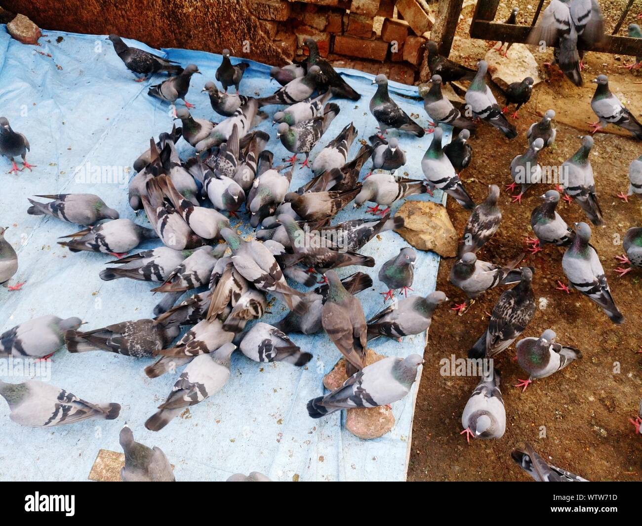 Pigeons eating hi-res stock photography and images - Alamy