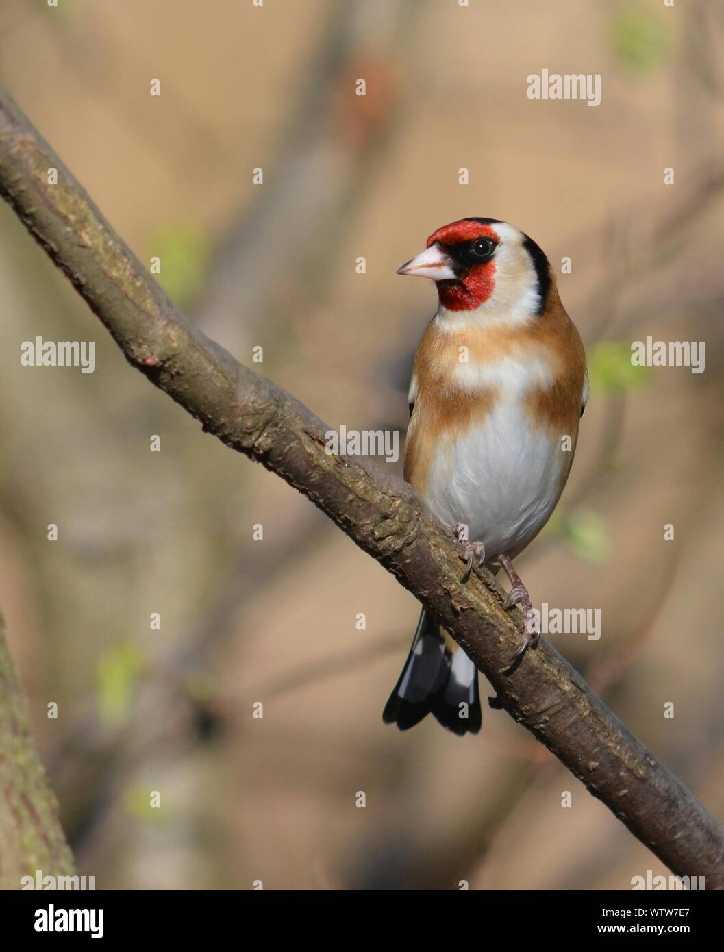 Finch in tree hi-res stock photography and images - Alamy