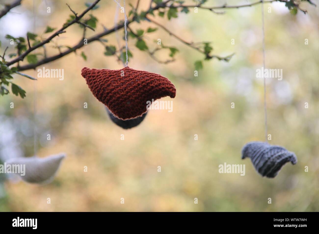 Birds hanging hi-res stock photography and images - Alamy