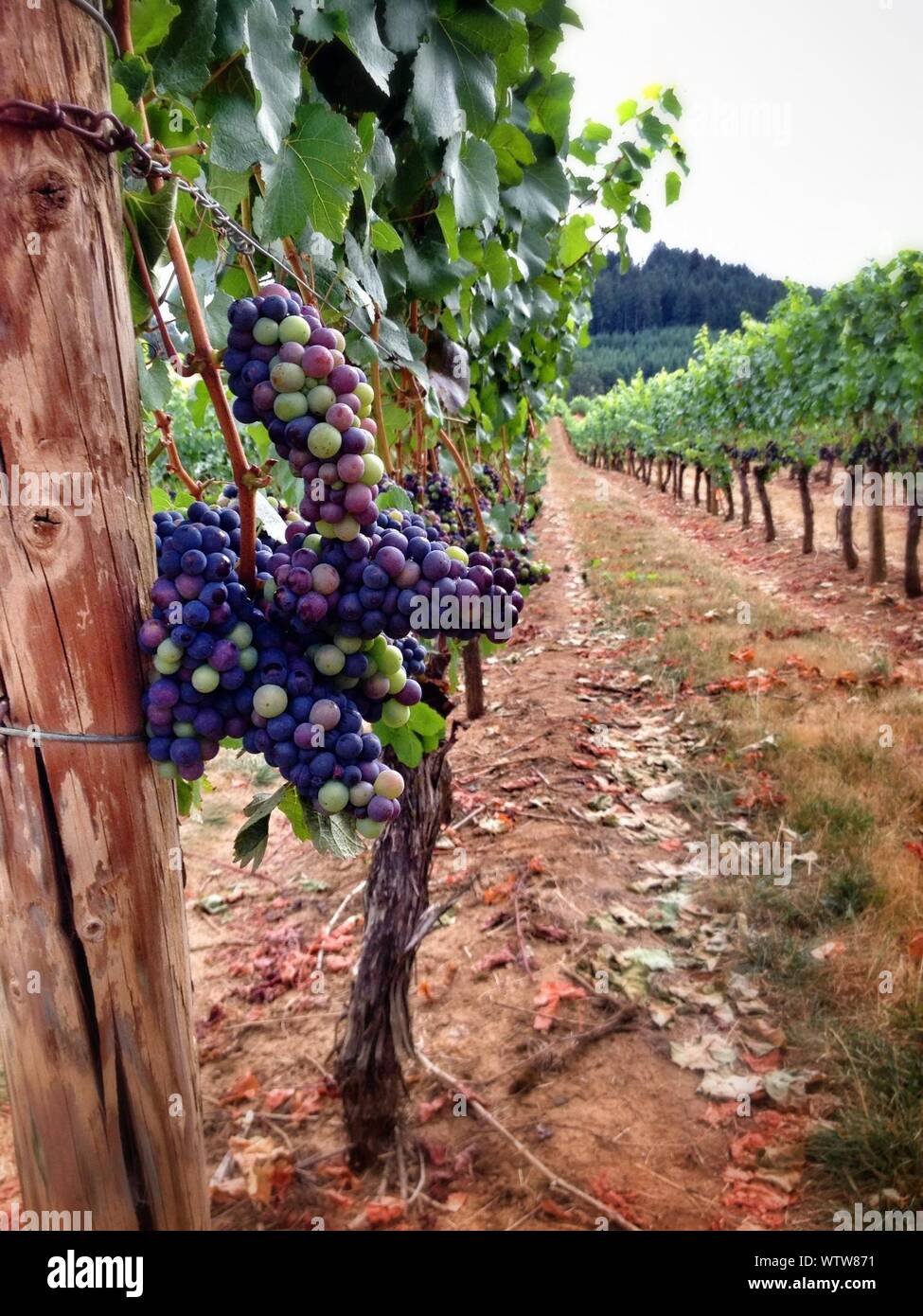 Vine farm hi-res stock photography and images - Alamy
