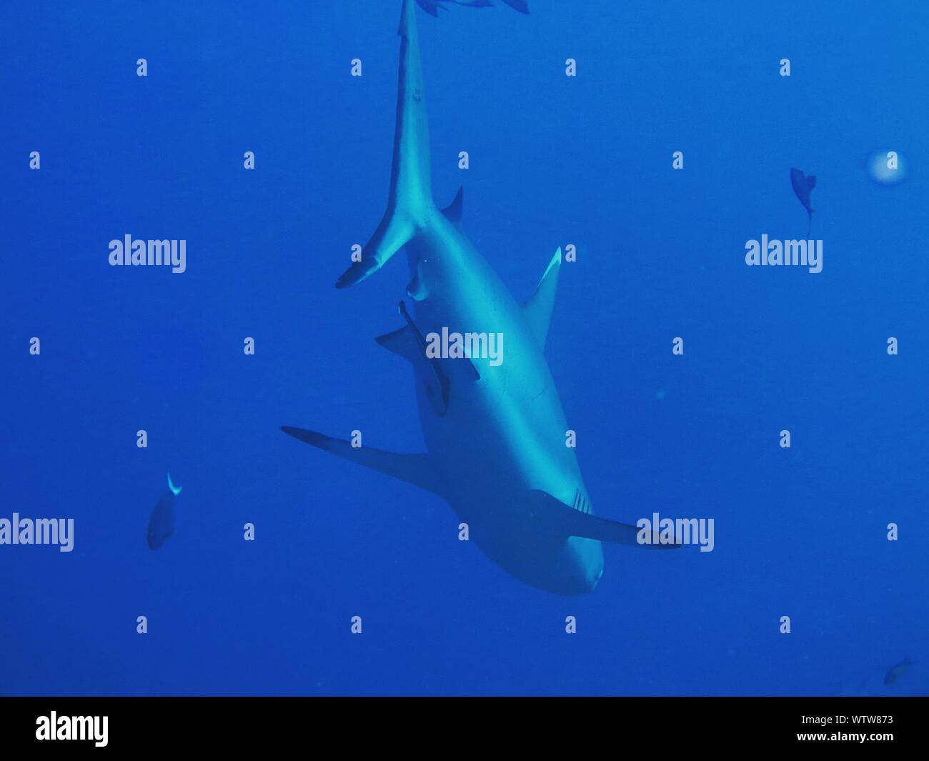 Three Flying Fish High Resolution Stock Photography and Images - Alamy