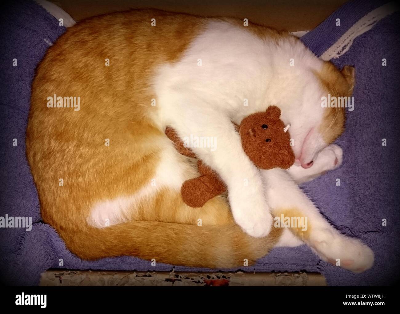 Domestic Cat Sleeping Teddy Bear High Resolution Stock Photography and ...