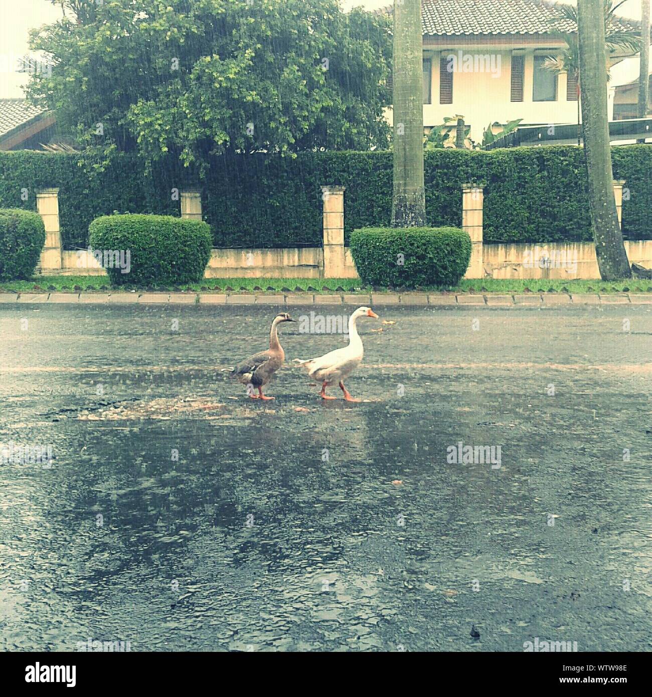 Wet Ducks High Resolution Stock Photography and Images - Alamy