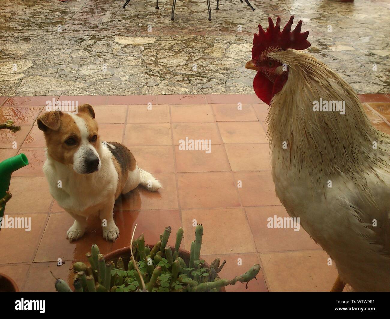 Crest Of Rooster Plant High Resolution Stock Photography and Images - Alamy