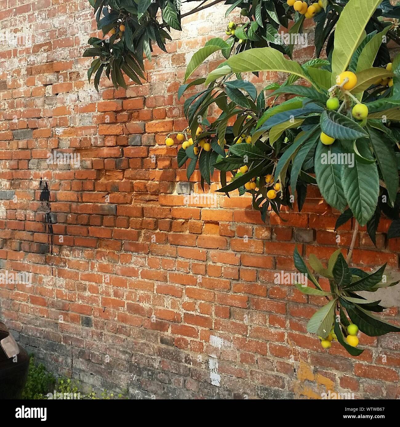 Fruit tree against brick wall hi-res stock photography and images - Alamy