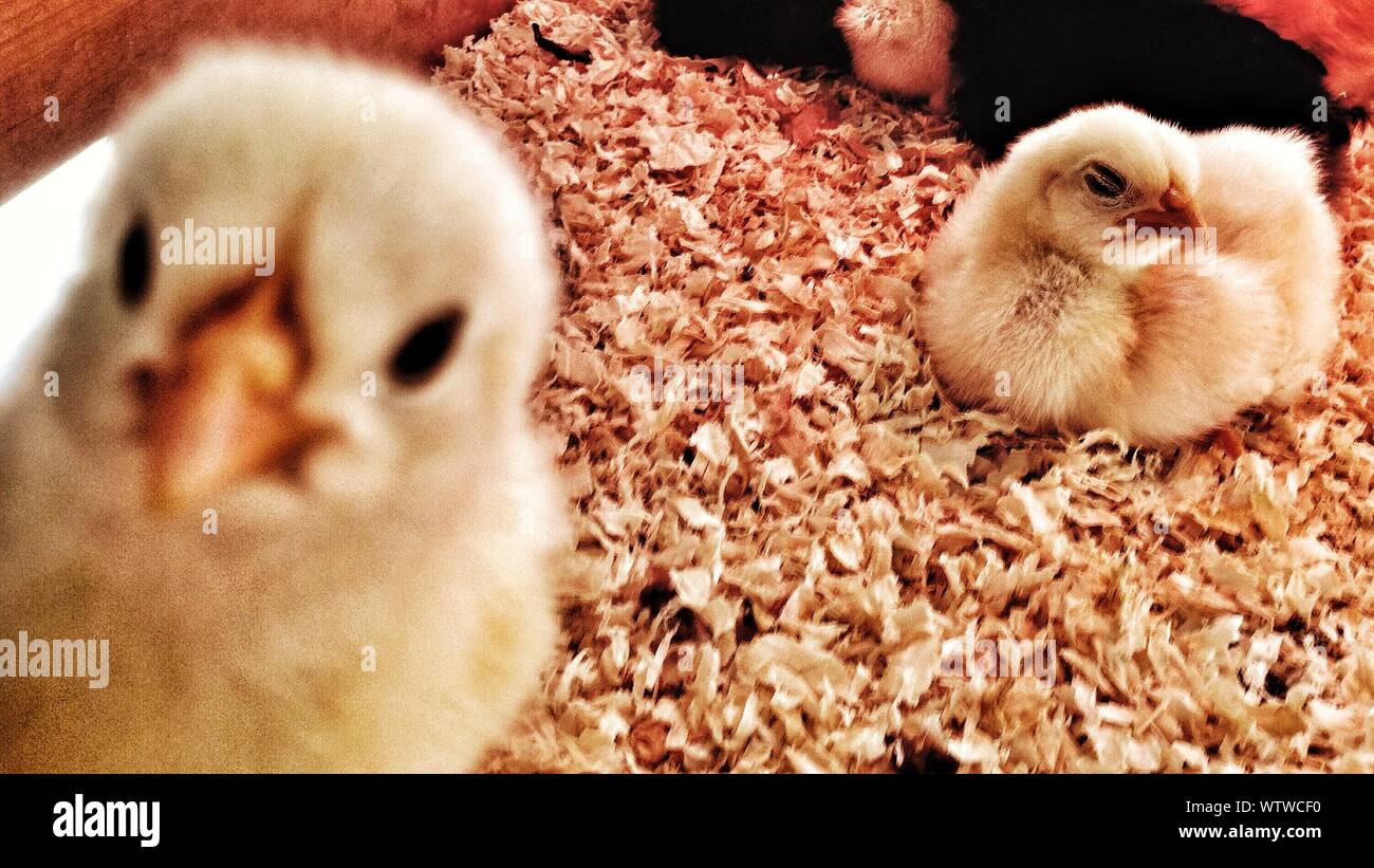 Chicks in cage hi-res stock photography and images - Alamy