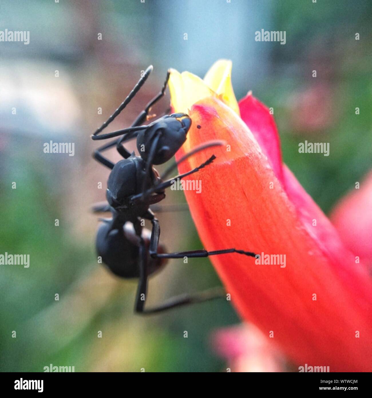 Beauty Of Ant High Resolution Stock Photography and Images - Alamy