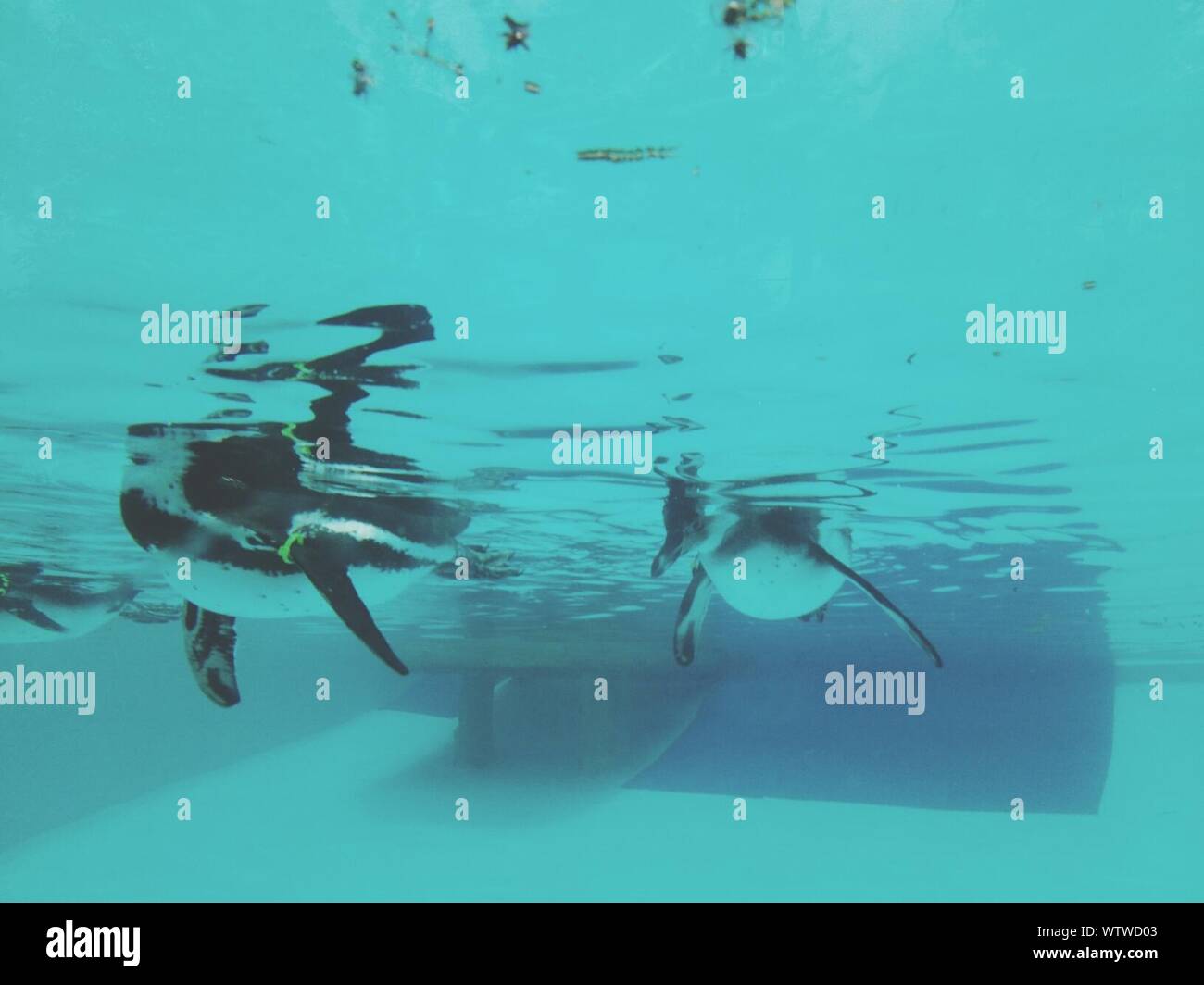 Penguins Swimming In Water Stock Photo - Alamy