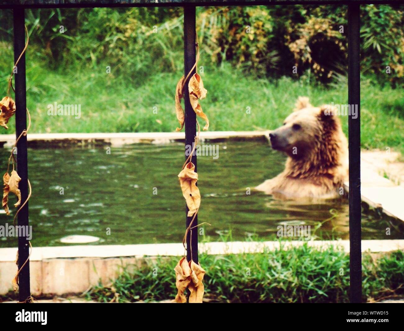 Zoo pool hi-res stock photography and images - Alamy