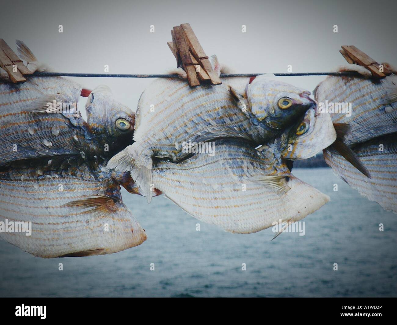 Hanged fish hi-res stock photography and images - Alamy