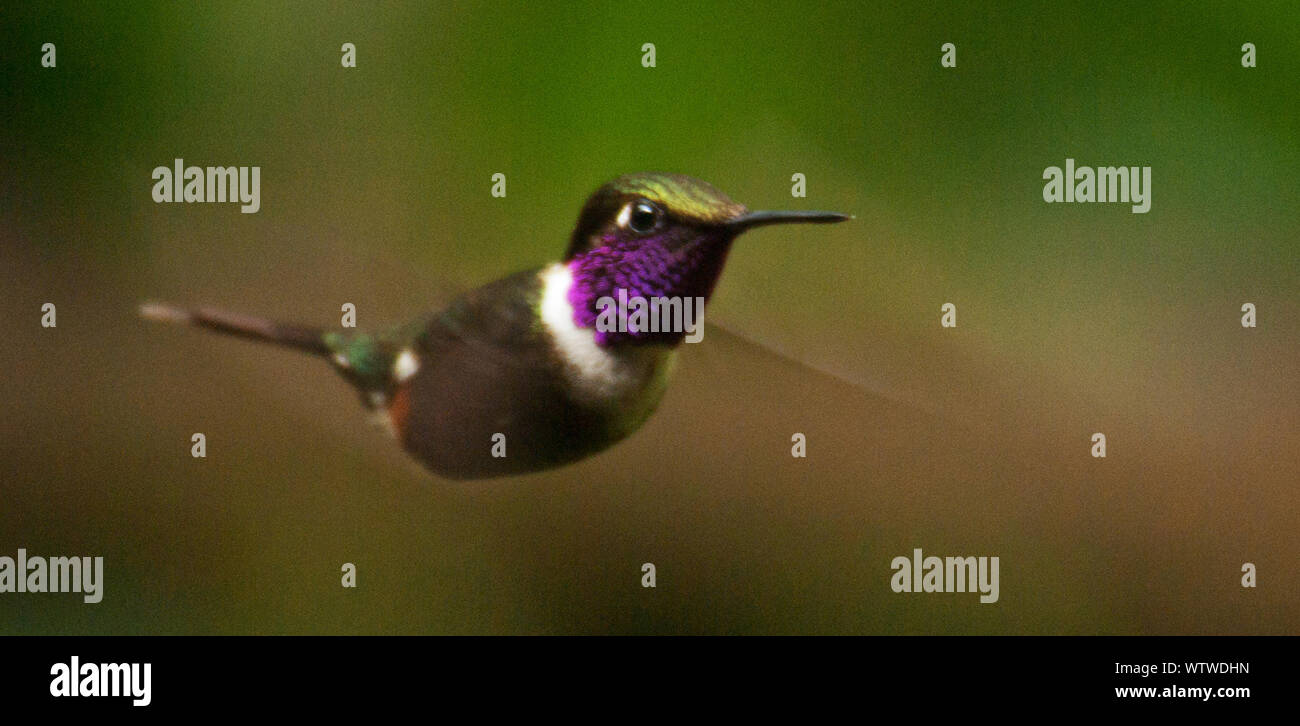 Bird with leaf hi-res stock photography and images - Alamy