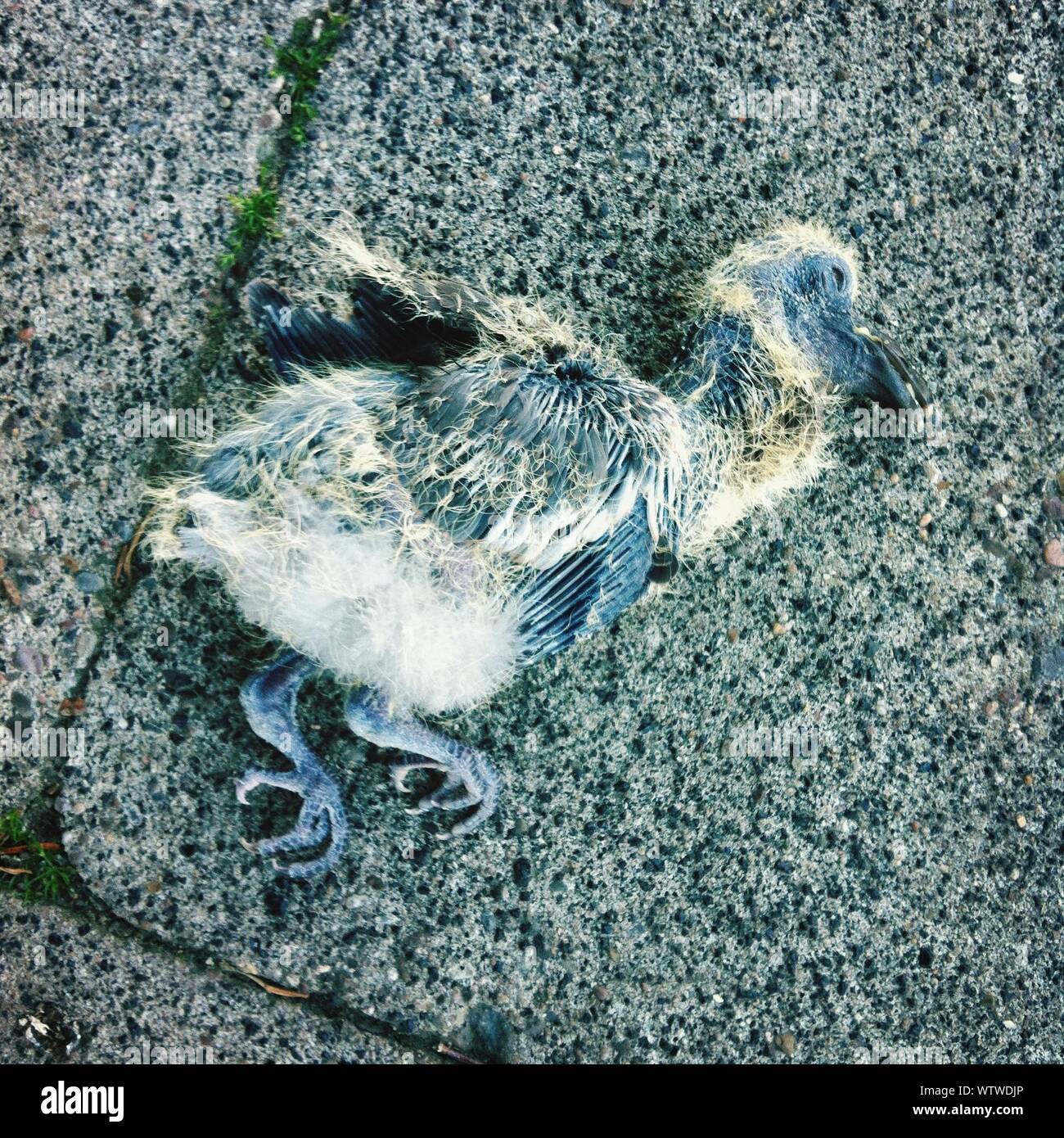 Dead Animal On The Road High Resolution Stock Photography and Images ...
