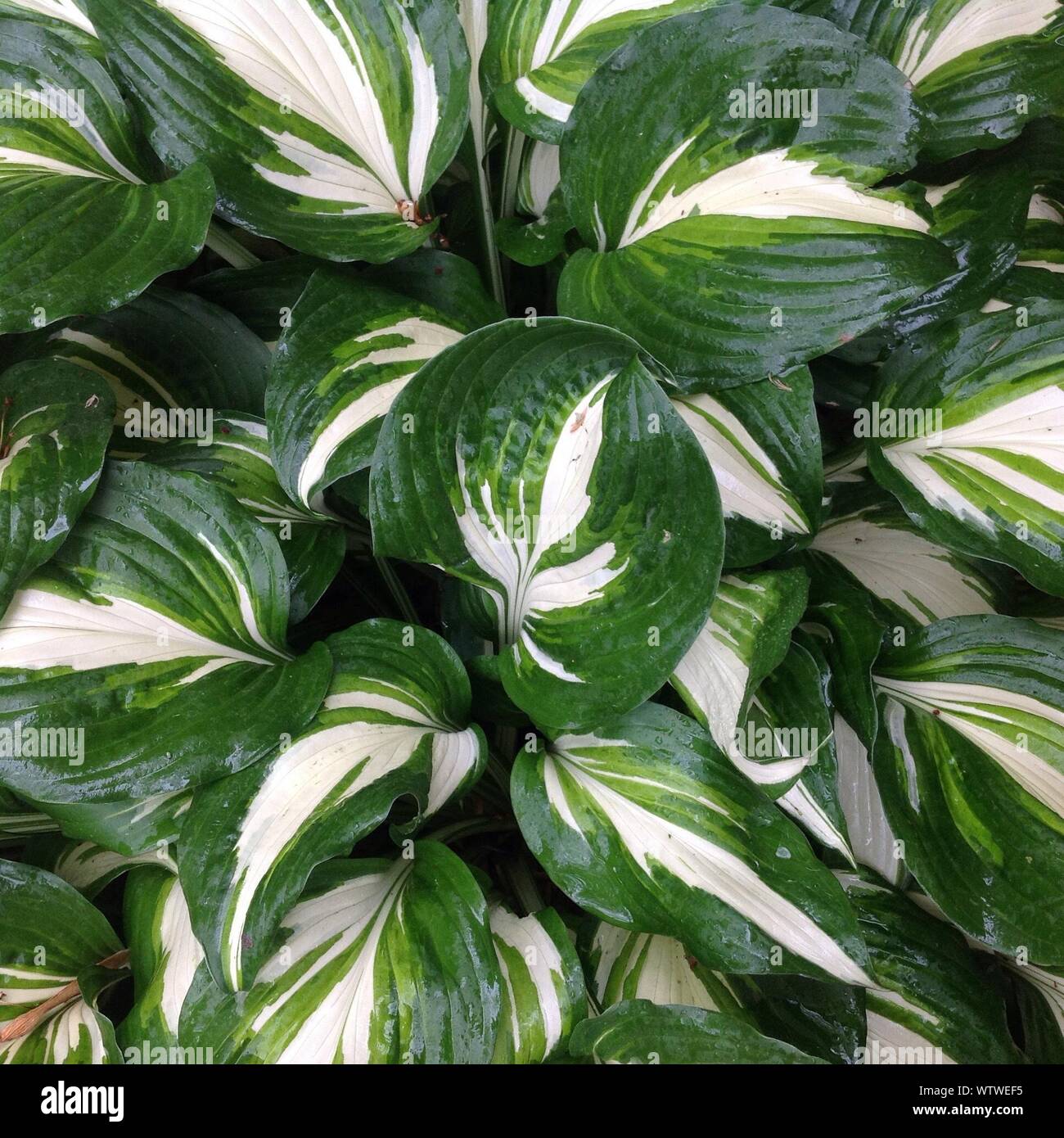 Hosta variegated leaf hi-res stock photography and images - Alamy
