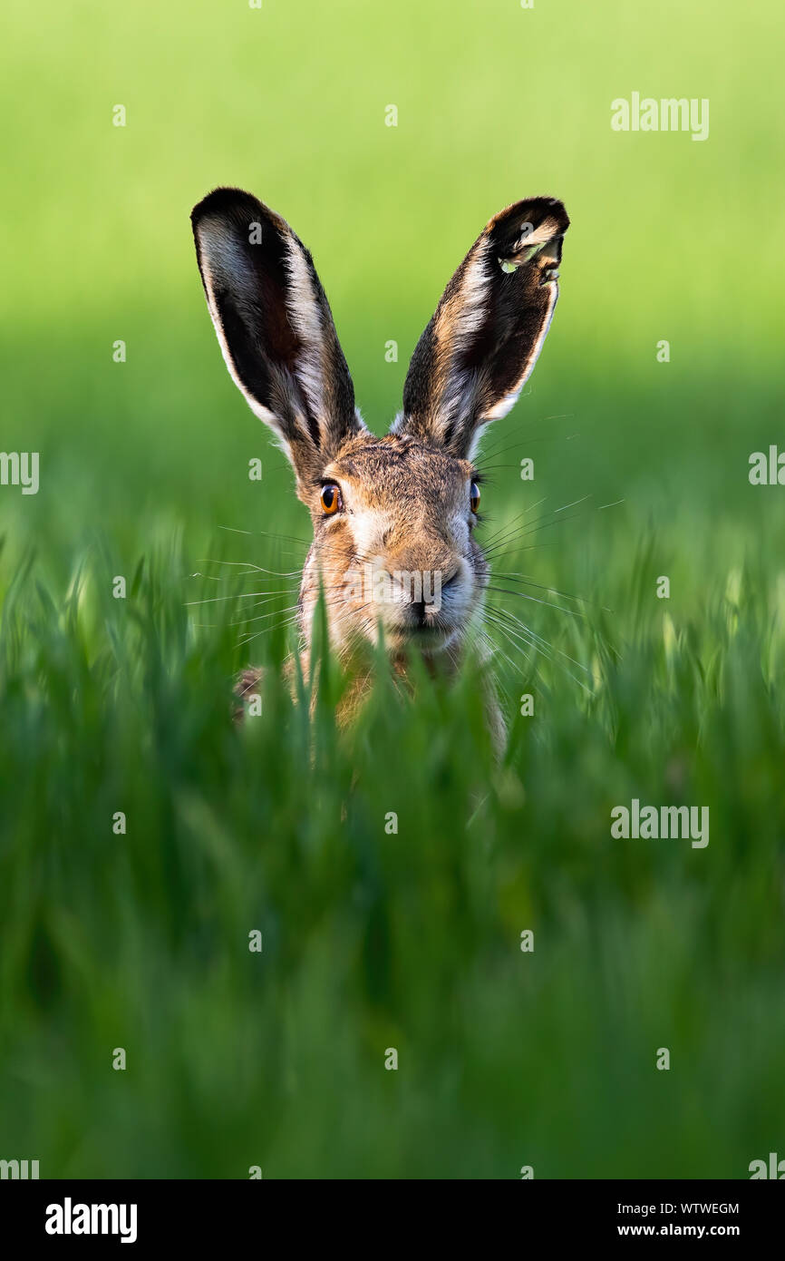 Close up brown hare lepus europaeus hi-res stock photography and images ...