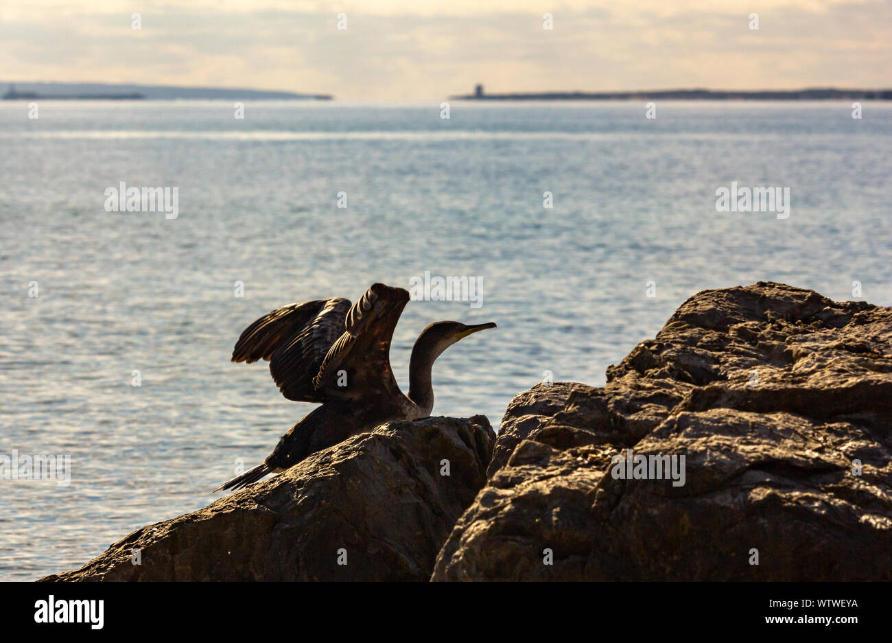 Double-crested Cormorant flying in Ibiza Mediterranean sea Stock Photo ...