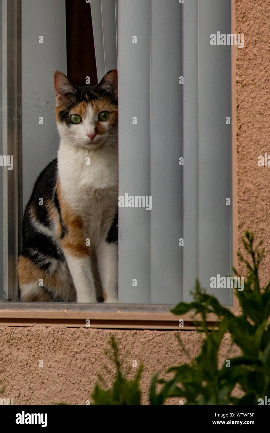 Observing through the window hi-res stock photography and images - Alamy