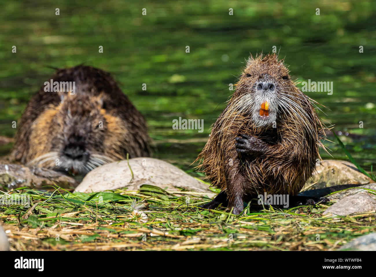 Muskrat Vs Nutria