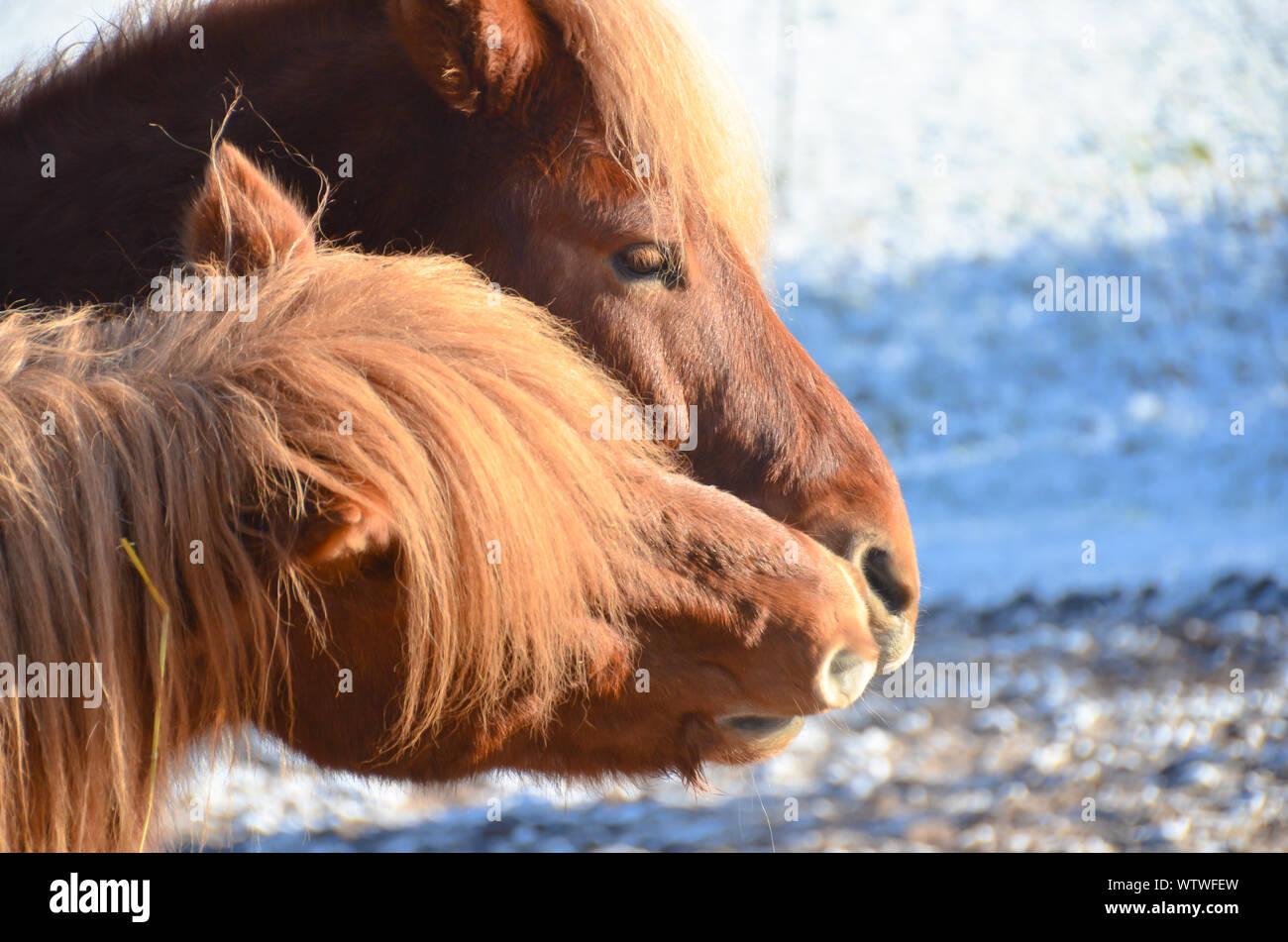 Two horses standing close together hi-res stock photography and images ...