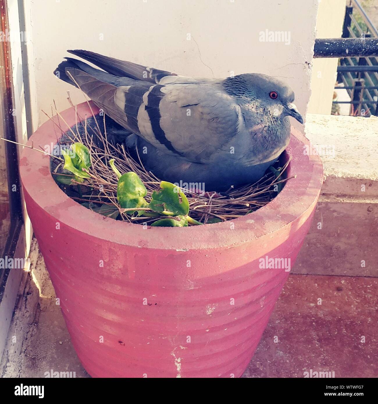 Pigeon in pot hi-res stock photography and images - Alamy