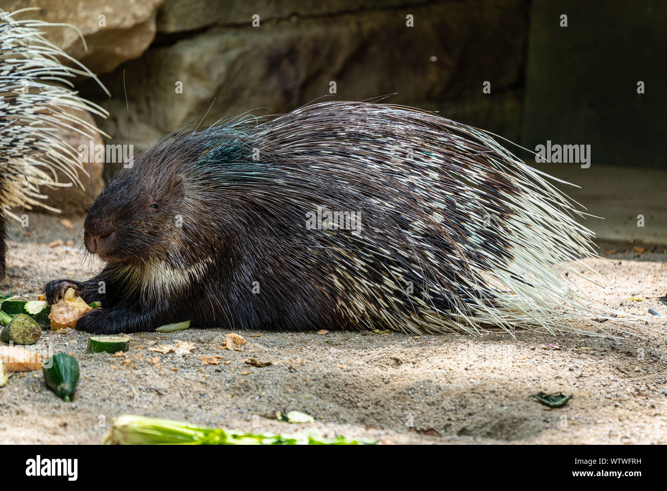 The Indian crested Porcupine, Hystrix indica or Indian porcupine, is a ...