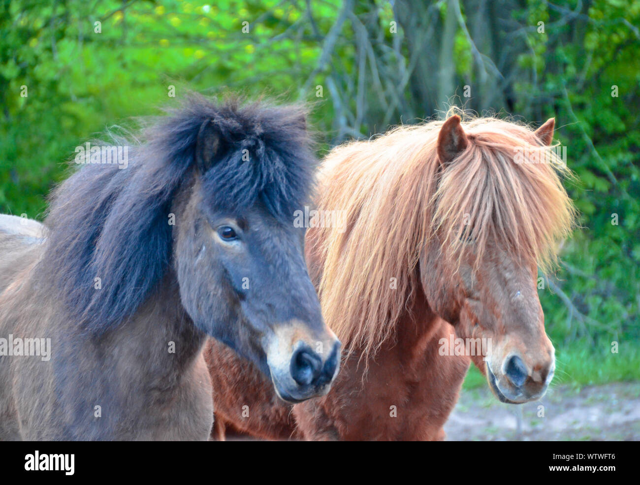 Two horses standing close together hi-res stock photography and images ...