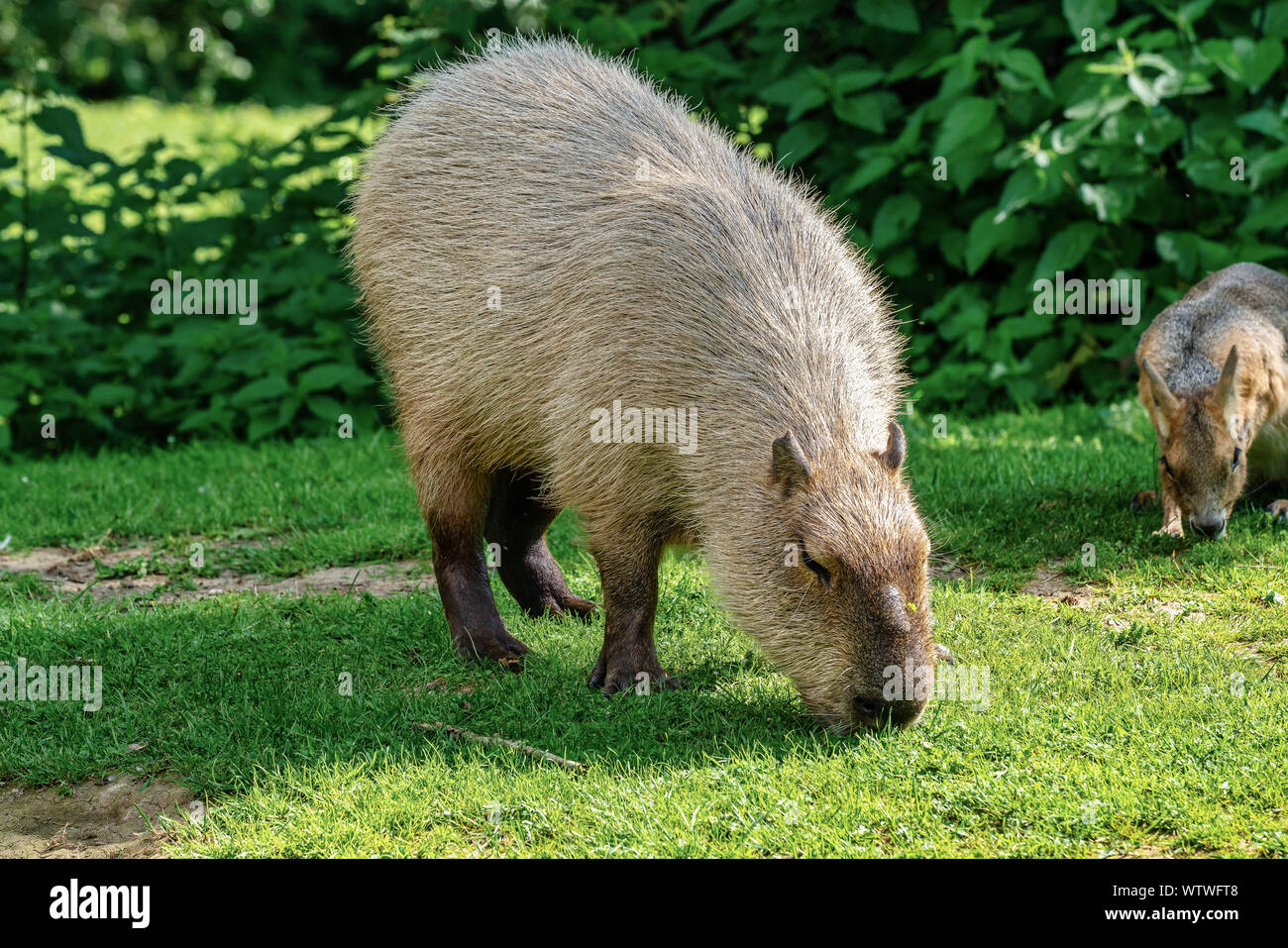 The capybara, Hydrochoerus hydrochaeris is a mammal native to South ...