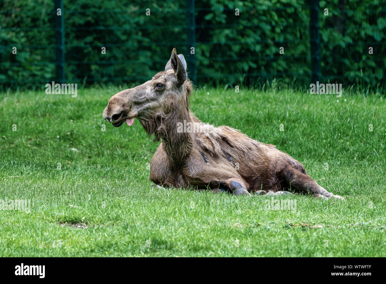 European Moose, Alces alces, also known as the elk. Wild life animal ...