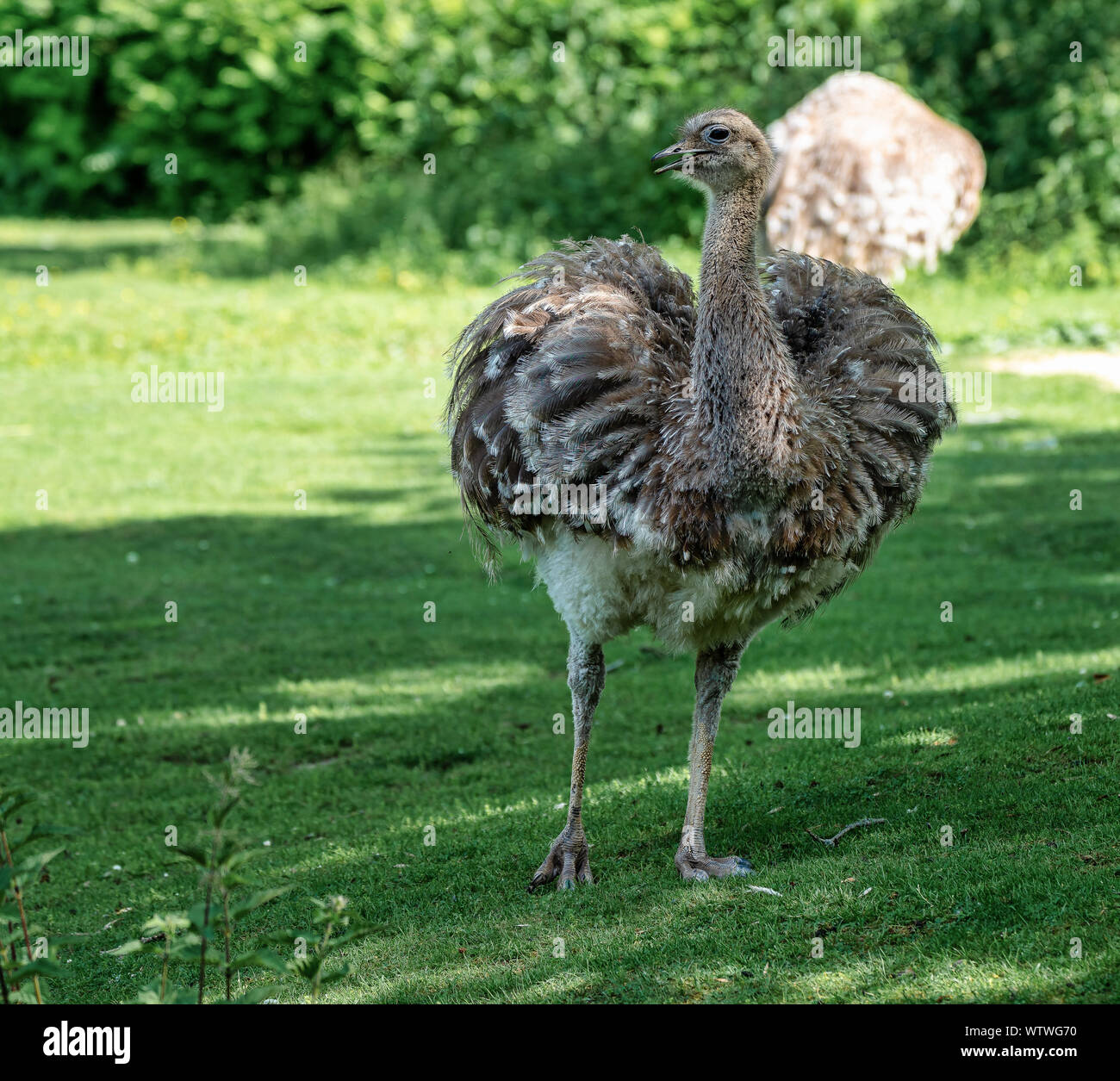 Darwin's rhea, Rhea pennata also known as the lesser rhea. It is a ...