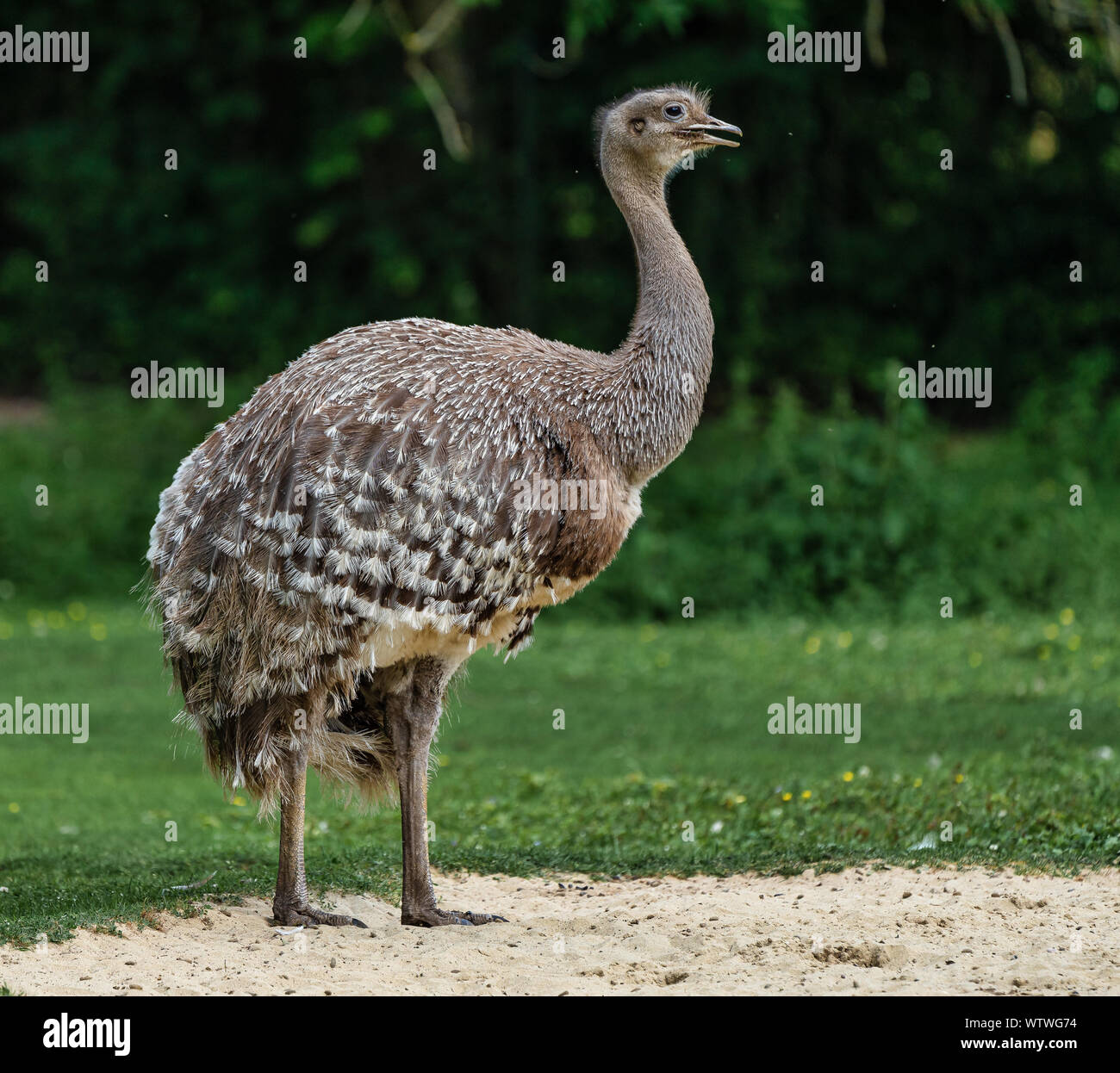 Darwin's rhea, Rhea pennata also known as the lesser rhea. It is a ...