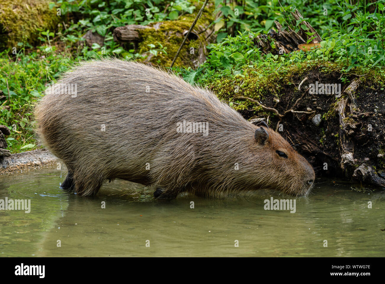 The capybara, Hydrochoerus hydrochaeris is a mammal native to South ...