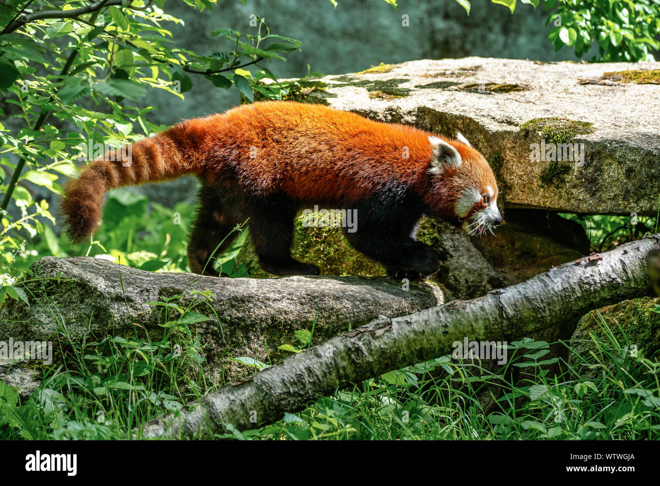 The red panda, Ailurus fulgens, also called the lesser panda and the ...