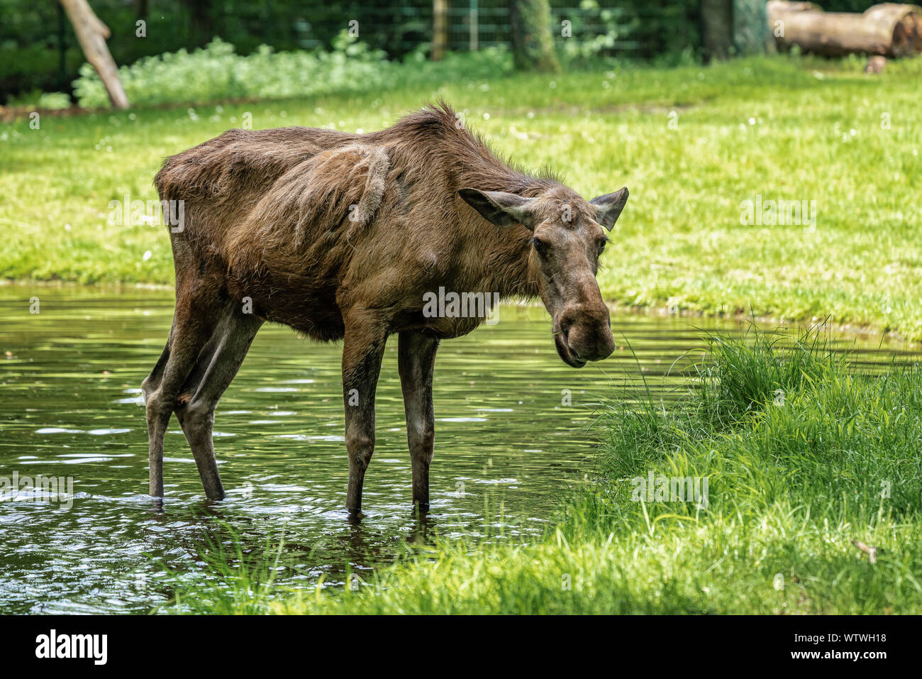 European Moose, Alces alces, also known as the elk. Wild life animal ...