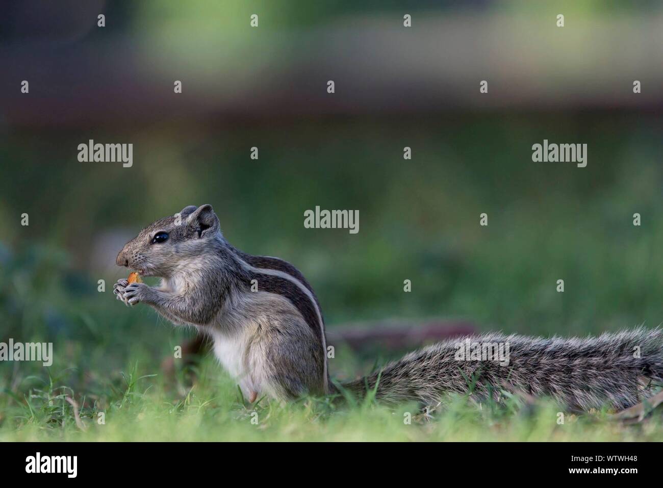 Chipmunk side view hi-res stock photography and images - Alamy