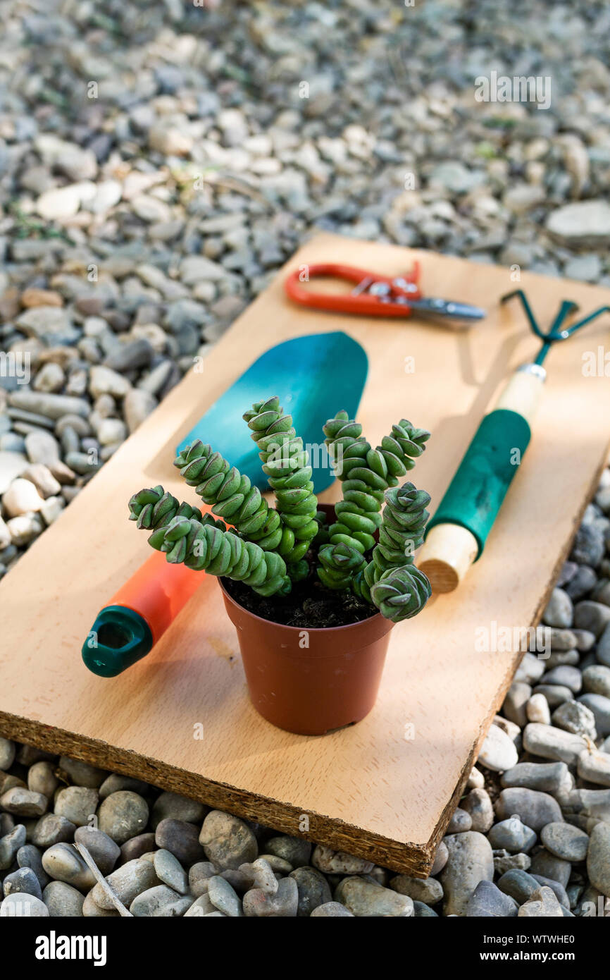 Captus High Resolution Stock Photography and Images - Alamy