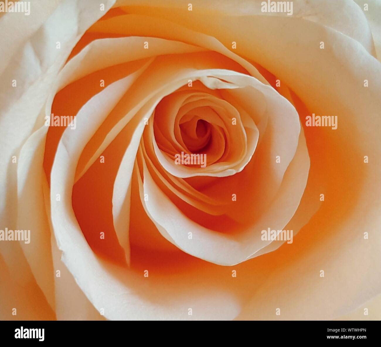 Peach colored rose hi-res stock photography and images - Alamy