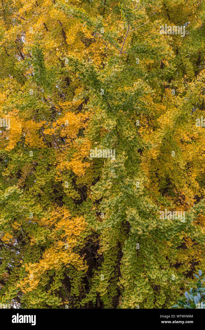 (Ginkgo biloba) Japanese Gingko tree dense foliage during fall season ...