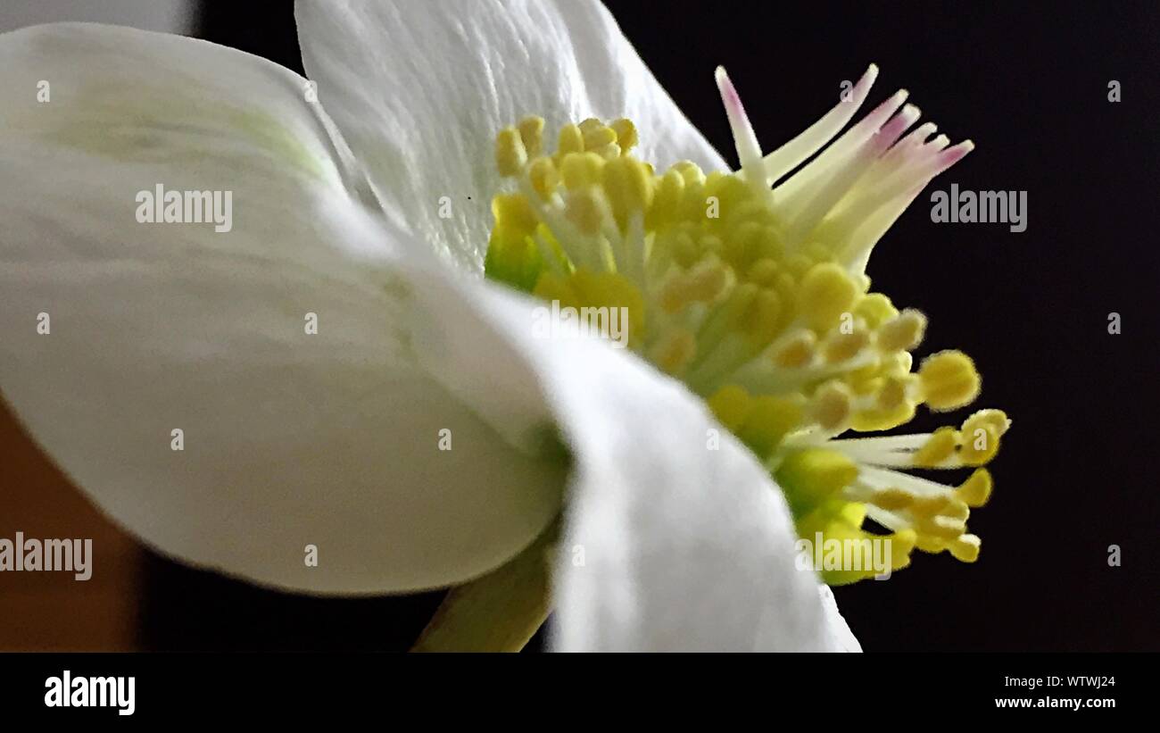 White helleborus hi-res stock photography and images - Alamy