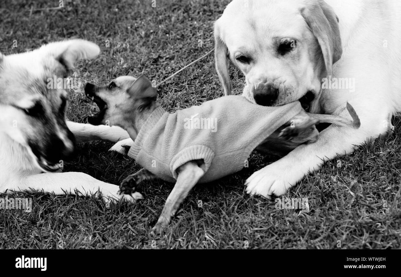 Dogs side by side Black and White Stock Photos & Images - Alamy