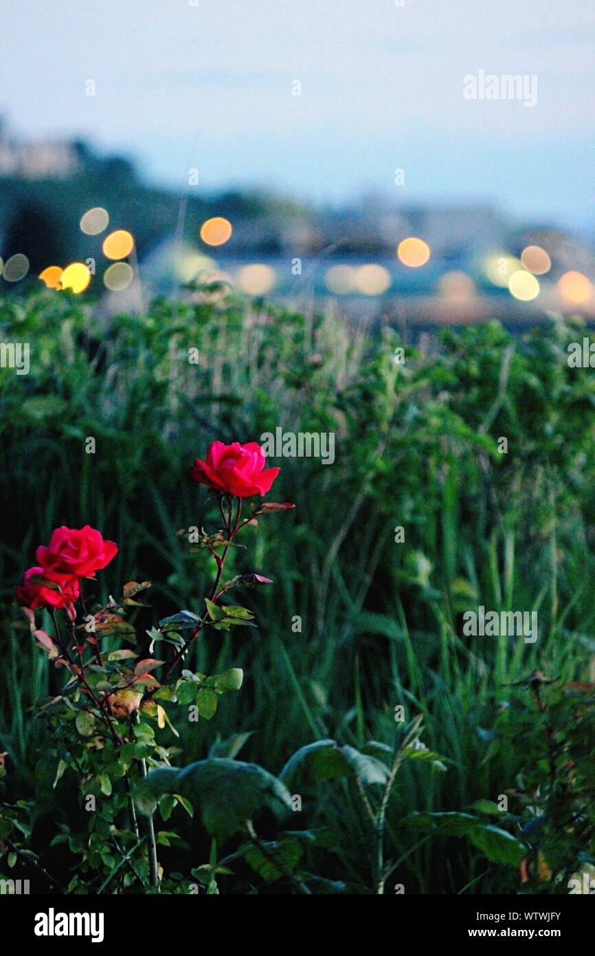 Blooming red roses hi-res stock photography and images - Alamy