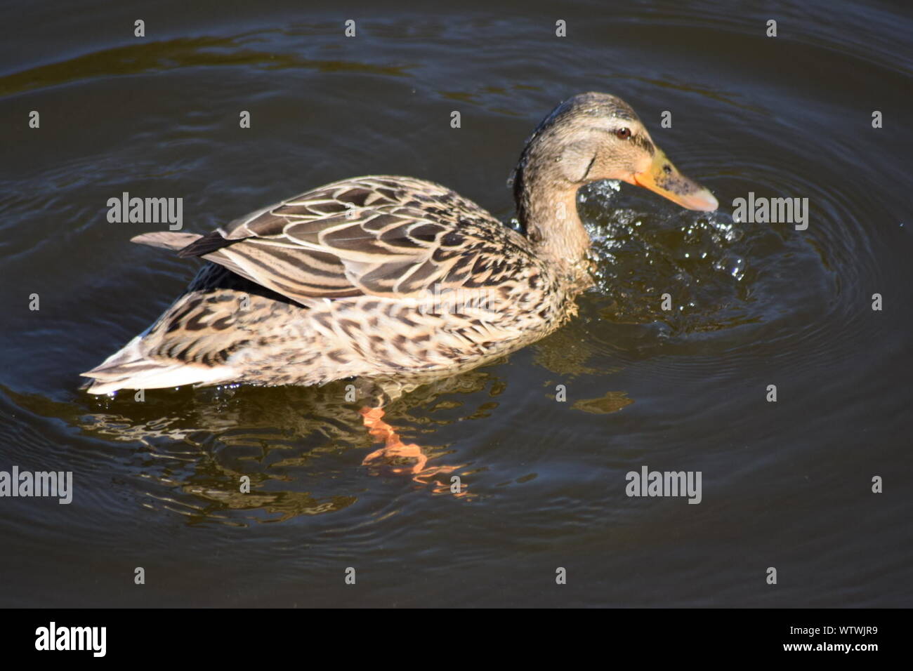 Floating duck on water hi-res stock photography and images - Alamy