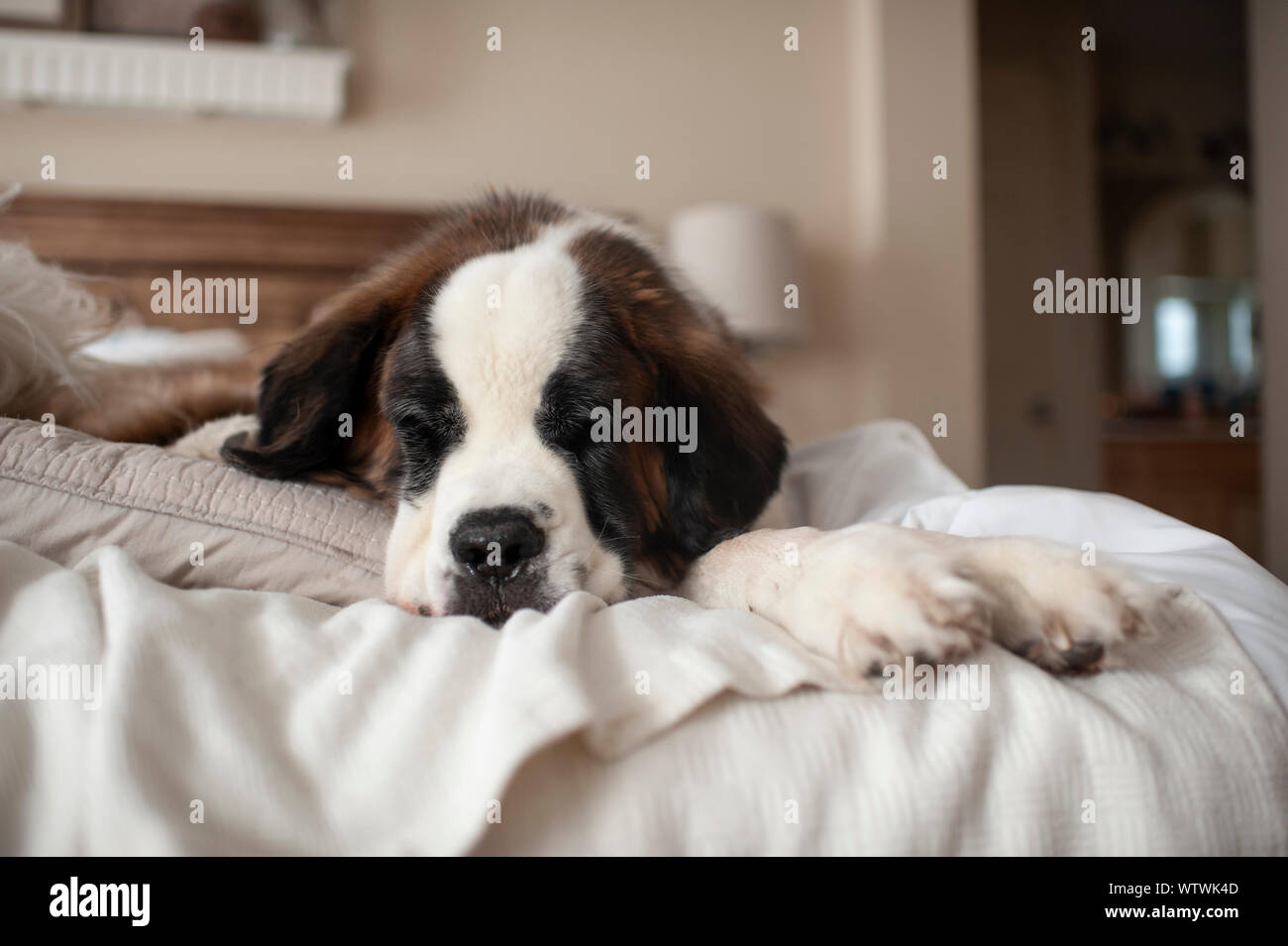 Nap with a dog hi-res stock photography and images - Alamy