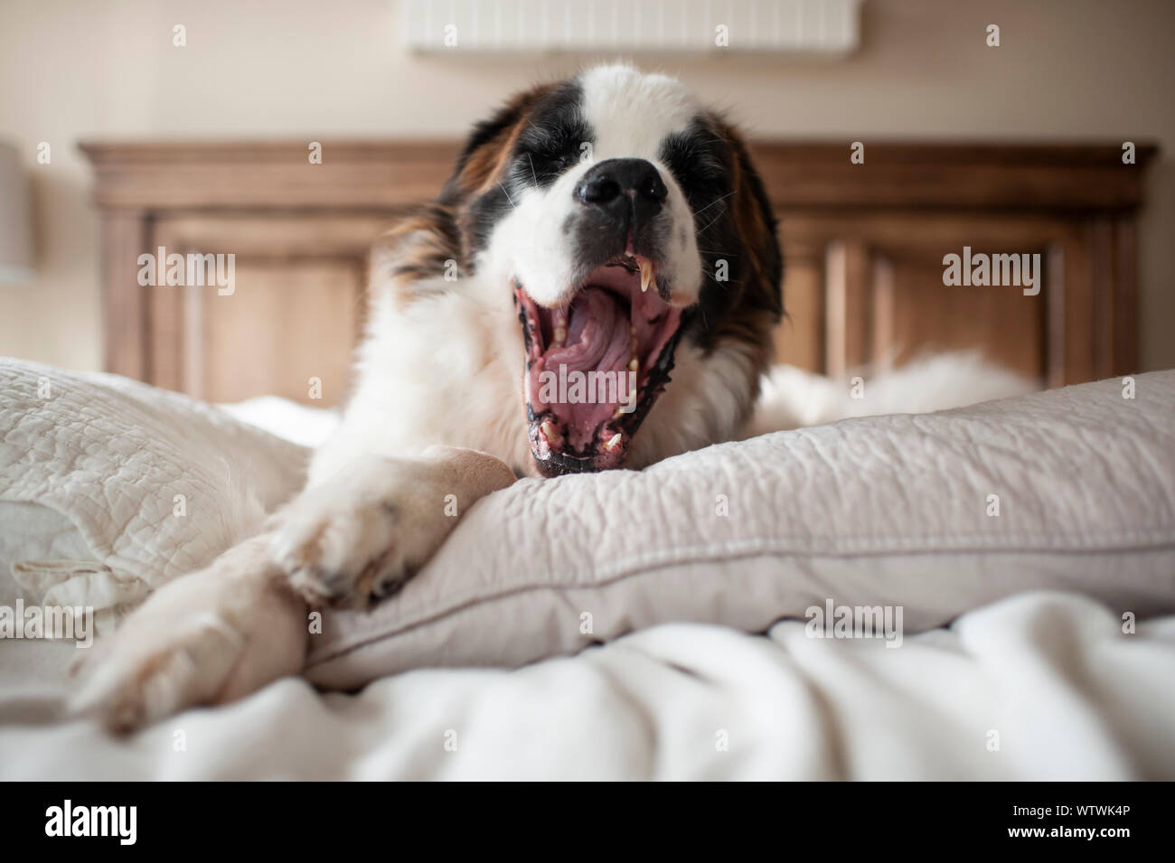 Big dog in bed hi-res stock photography and images - Alamy