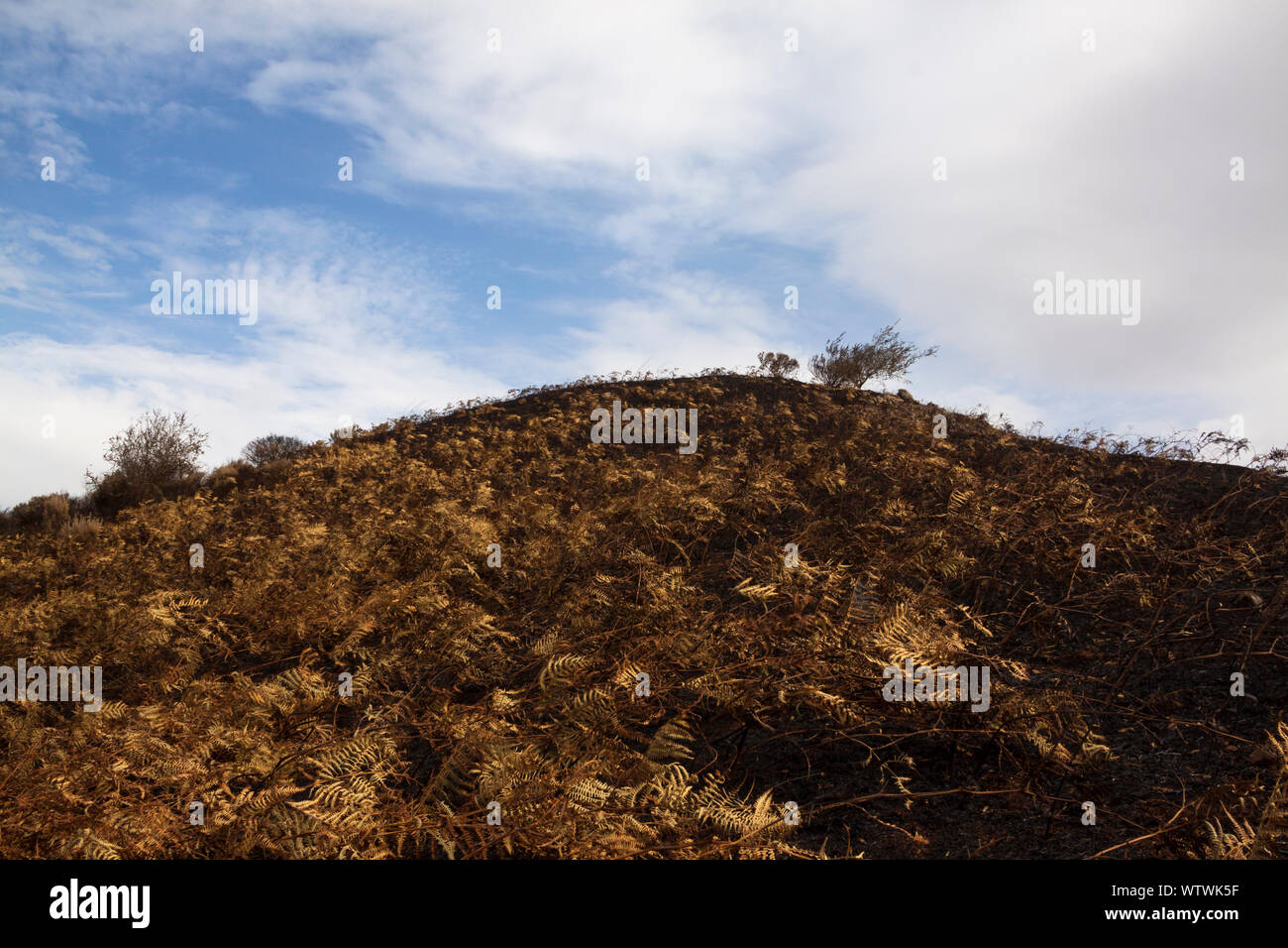 American mountain ashes hi-res stock photography and images - Alamy