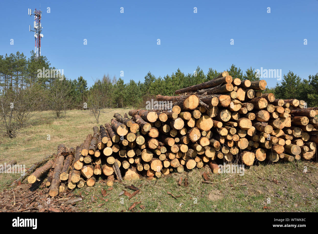 Logging forest hi-res stock photography and images - Alamy