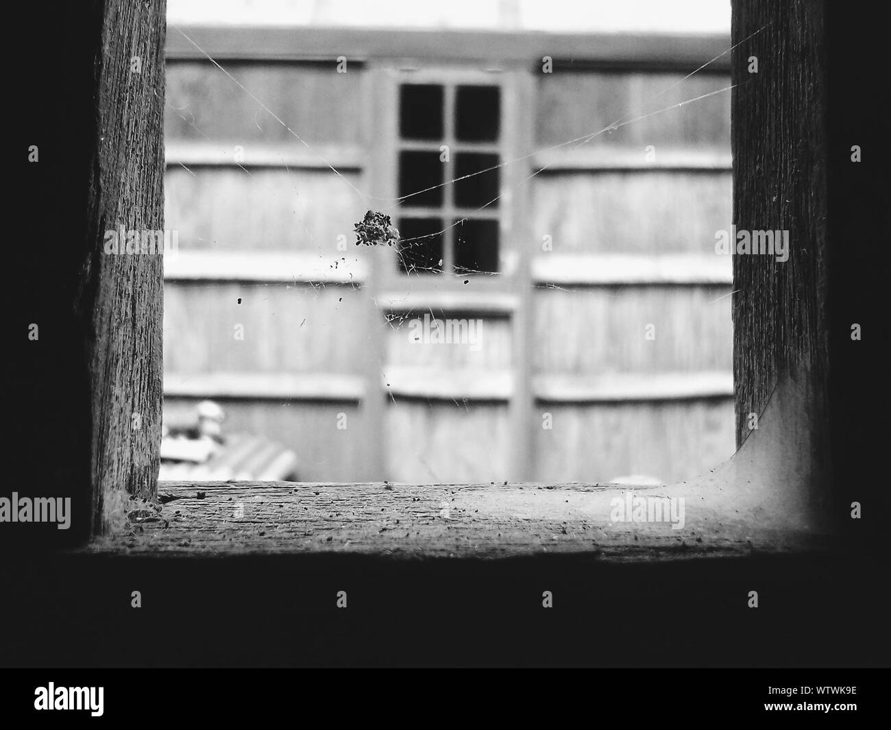 Wood house spider hi-res stock photography and images - Alamy