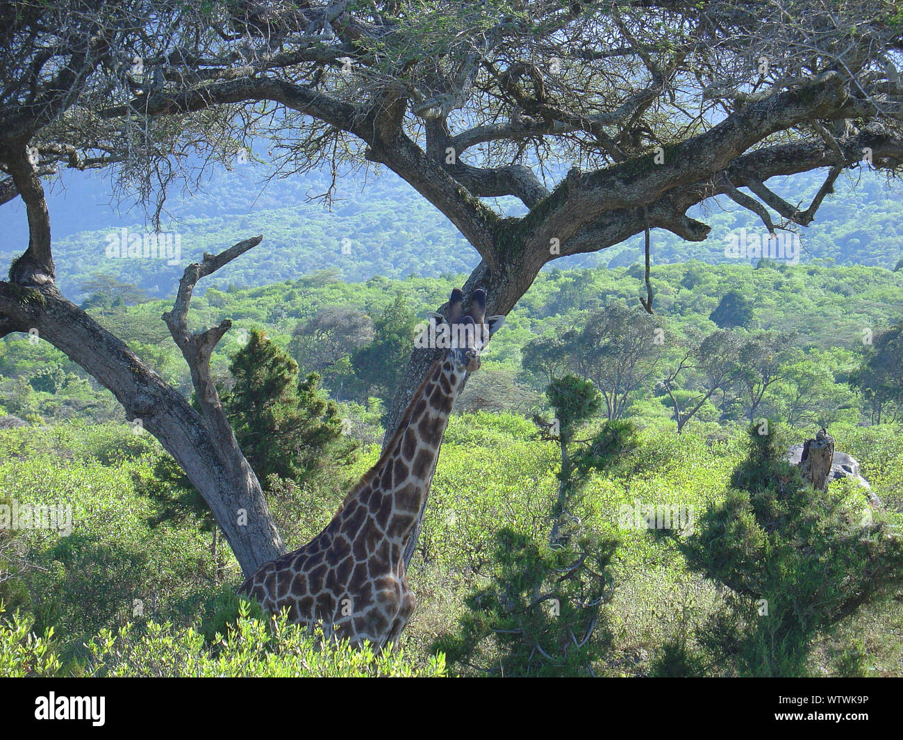 Giraffe Under Tree High Resolution Stock Photography and Images - Alamy