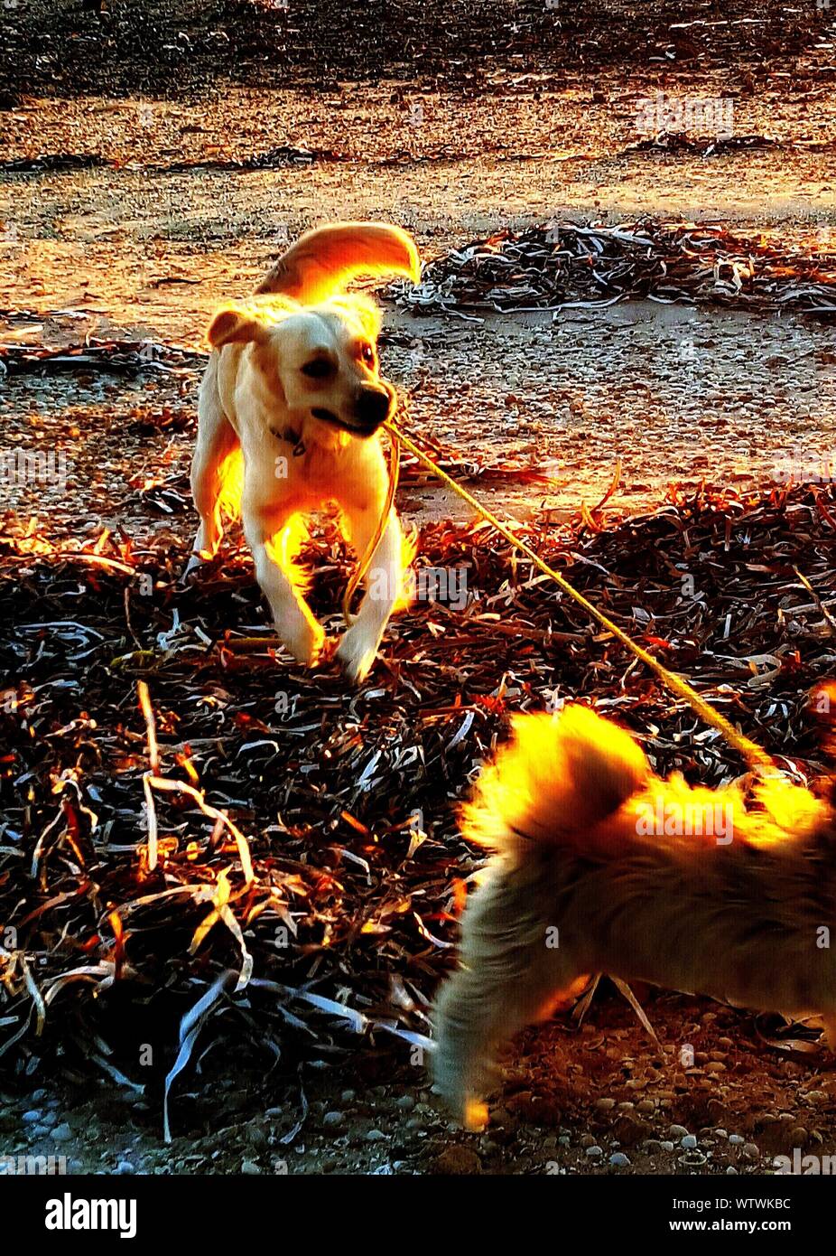 Dog pulling leash hi-res stock photography and images - Alamy