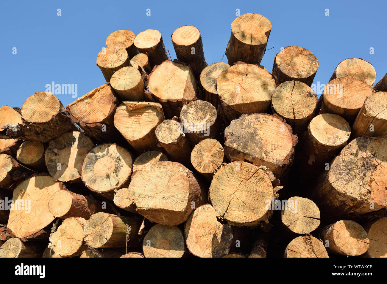 Teak log forest hi-res stock photography and images - Alamy