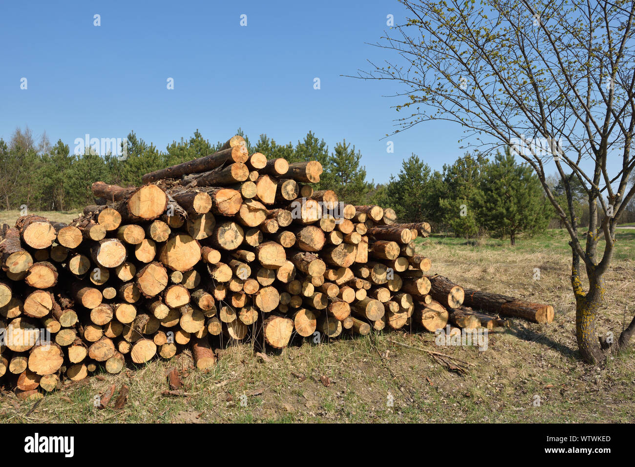 Teak log forest hi-res stock photography and images - Alamy